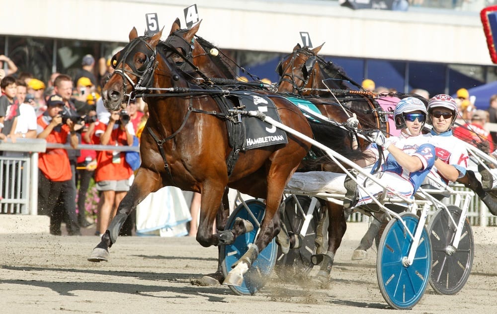 Marion Marauder to stand in Ontario - Harness Racing Update