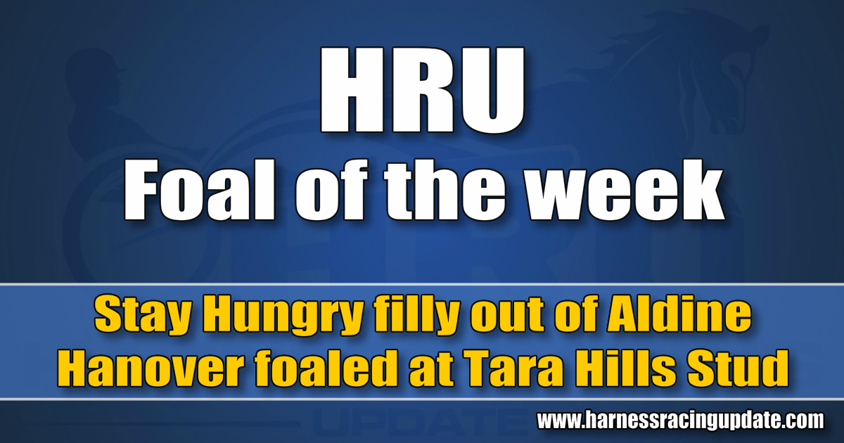 Stay Hungry filly out of Aldine Hanover foaled at Tara Hills Stud ...