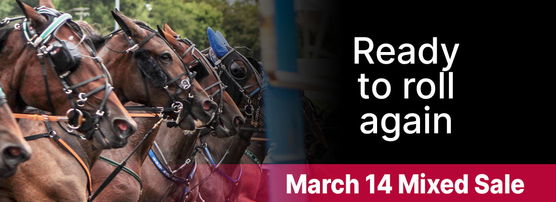 Harness Racing Update