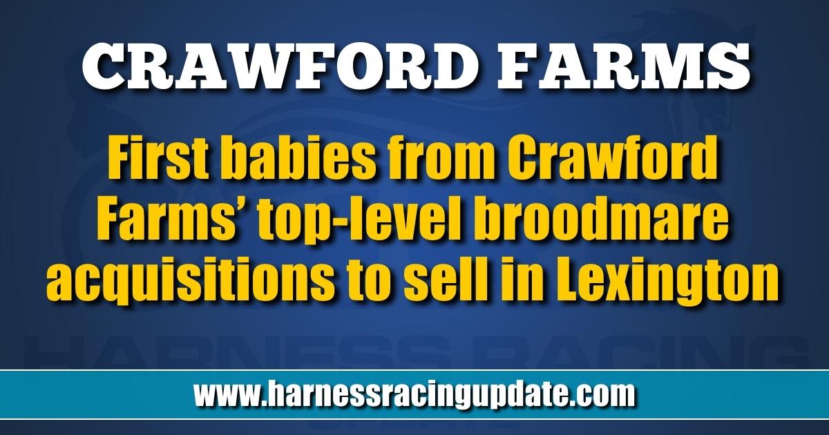 First babies from Crawford Farms’ top-level broodmare acquisitions to ...