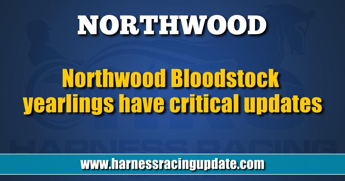 Northwood Bloodstock yearlings have critical updates - Harness Racing ...