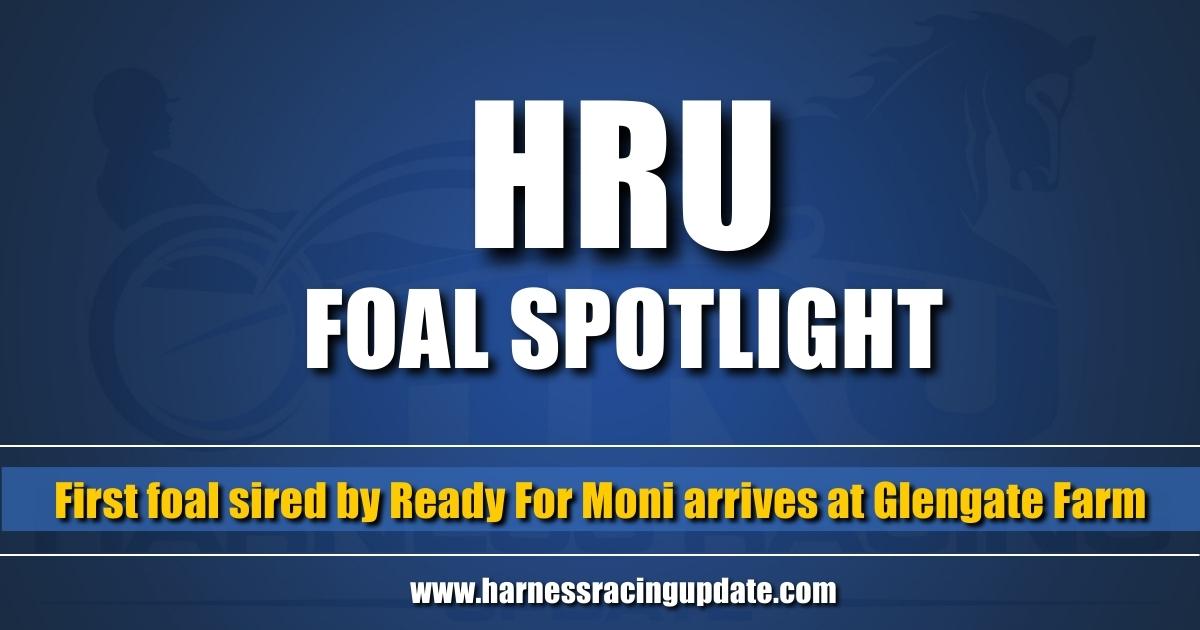 First foal sired by Ready For Moni arrives at Glengate Farm - Harness ...