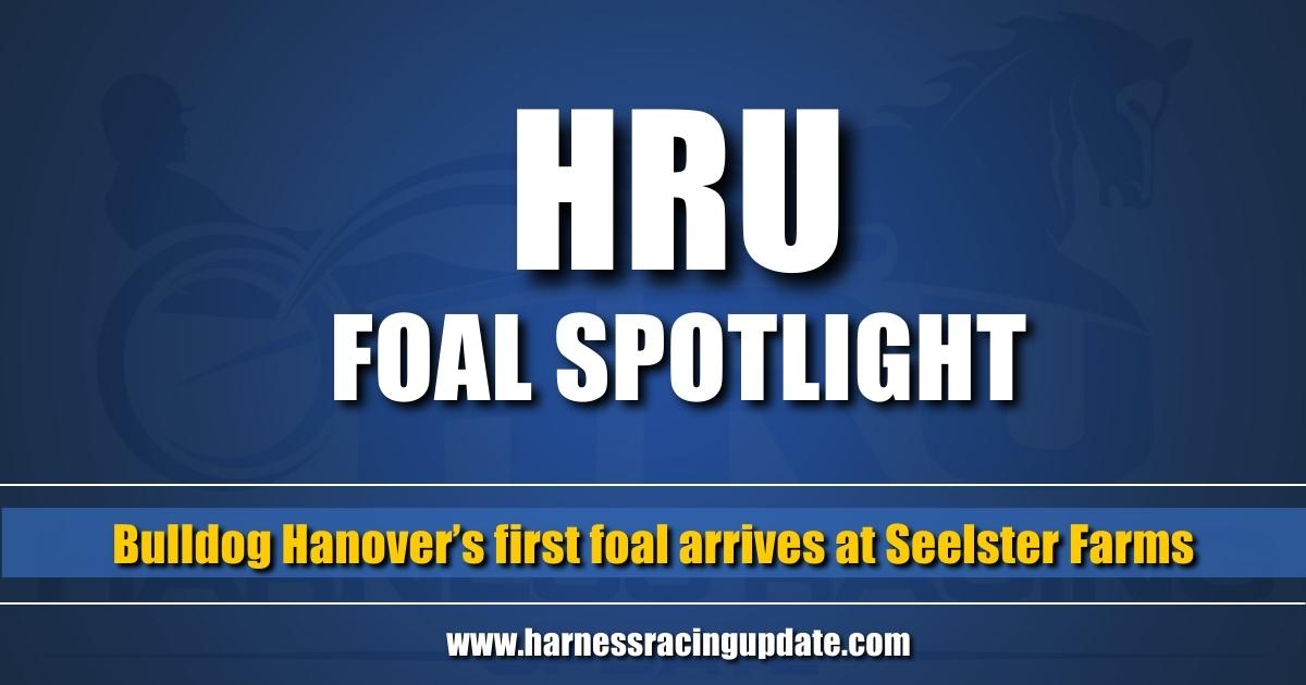 Bulldog Hanover’s first foal arrives at Seelster Farms - Harness Racing ...