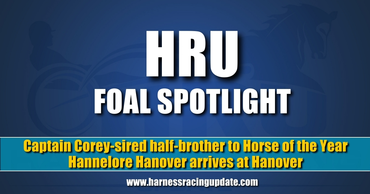 Captain Corey-sired half-brother to Horse of the Year Hannelore Hanover ...
