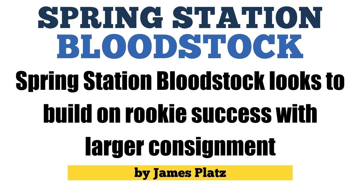 Spring Station Bloodstock looks to build on rookie success with larger ...