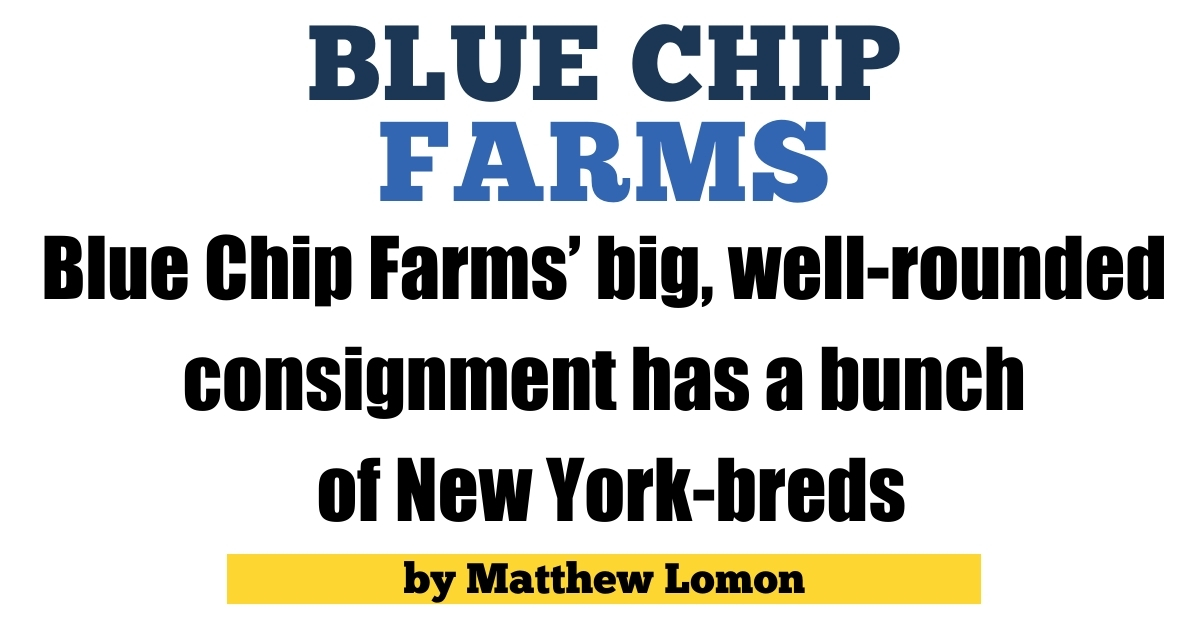 Blue Chip Farms’ big, well-rounded consignment has a bunch of New York ...