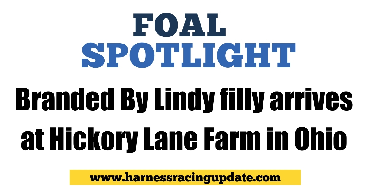 Branded By Lindy filly arrives at Hickory Lane Farm in Ohio - Harness ...