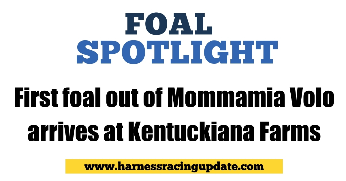 First foal out of Mommamia Volo arrives at Kentuckiana Farms - Harness ...